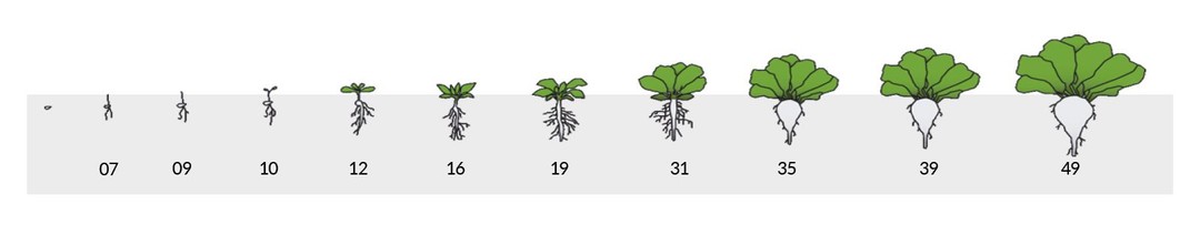 Skala BBCH buraka cukrowego — jak rozpoznawać fazy rozwojowe buraka ...