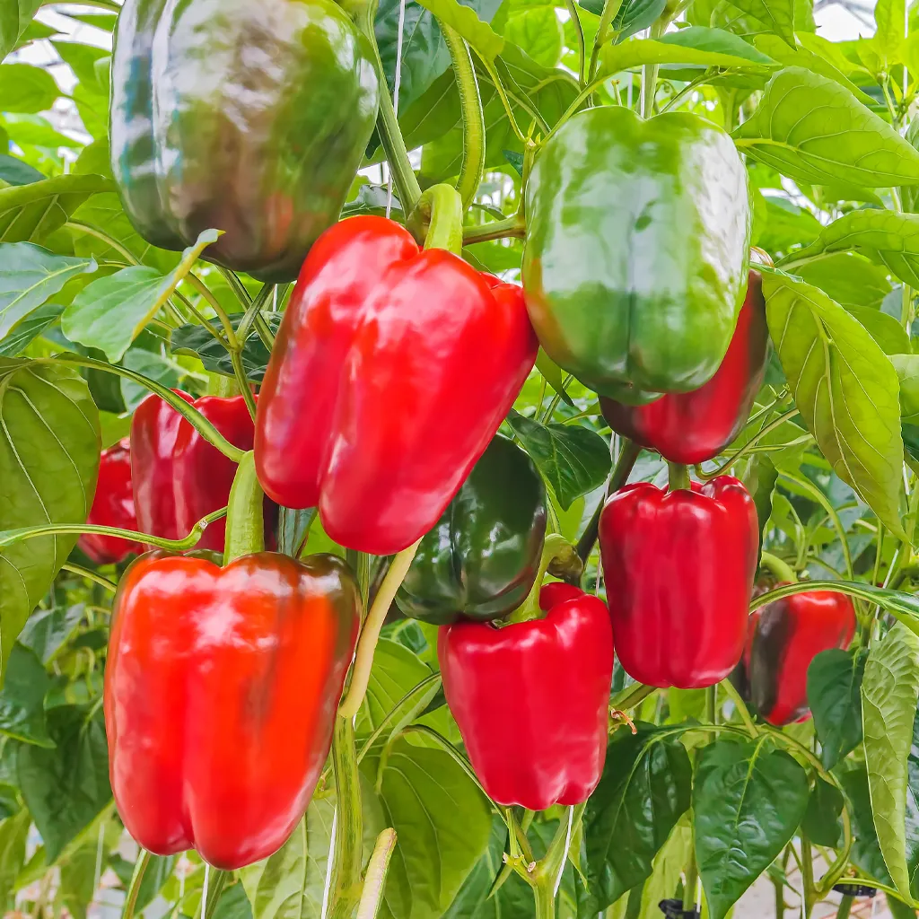 Papryka | Osadkowski.pl